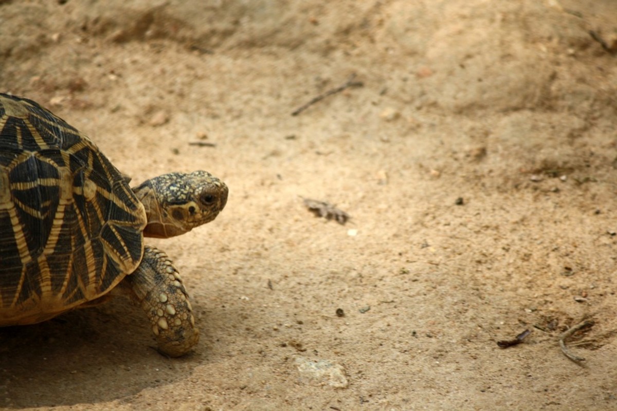 Top 8 Popular Tortoise Types That Make Great Pets - HubPages