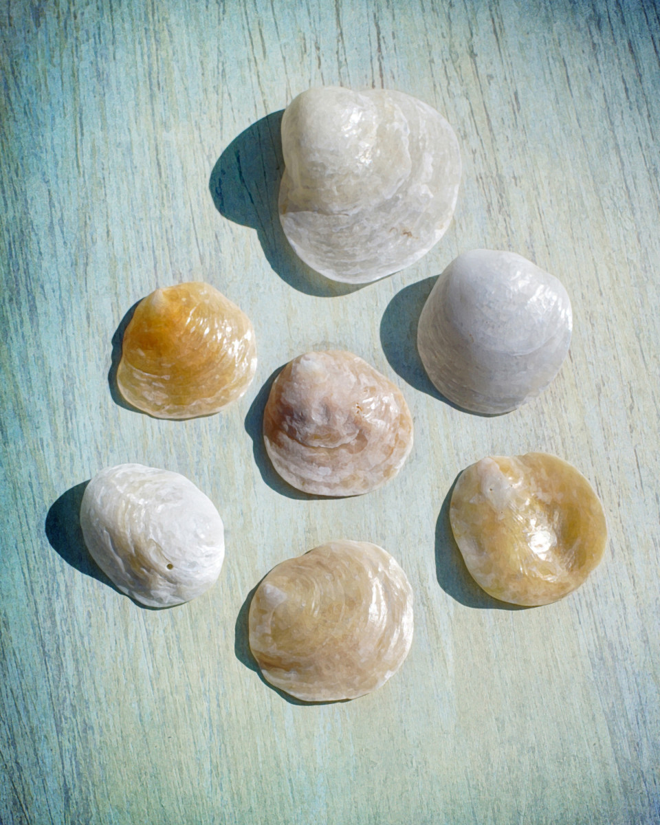 Curious Collectors of Clam Shells; Identification and Interesting Facts ...