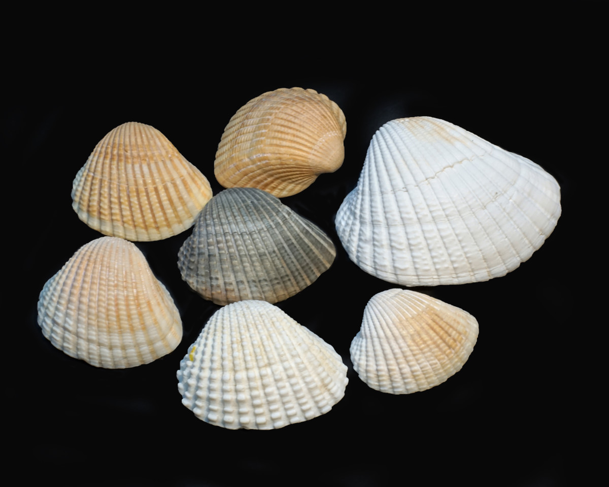 Curious Collectors of Clam Shells; Identification and Interesting Facts ...