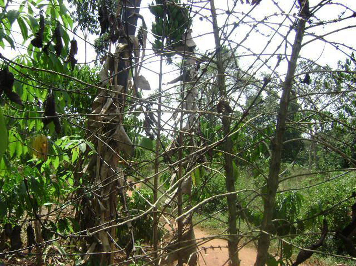 Compendium of Diseases of Crops: Coffee - HubPages