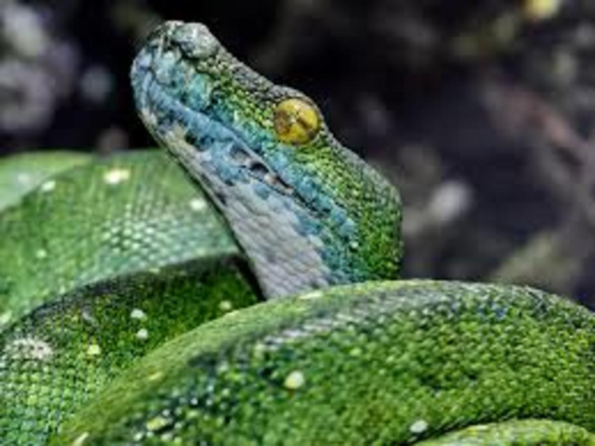 What Does Dreaming of a Snake Mean? - HubPages