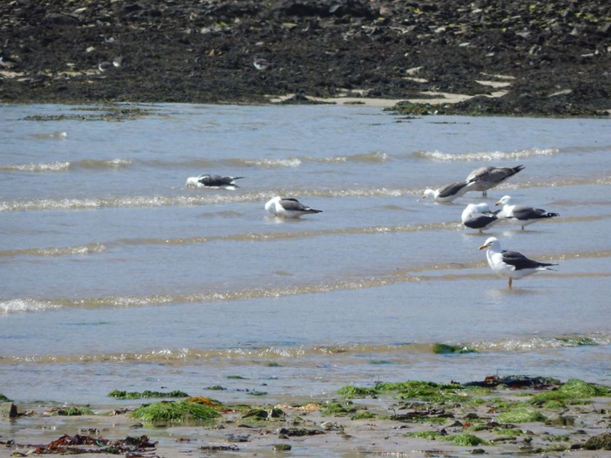 The Lady of Gollerus - An Irish Merrow Legend - HubPages