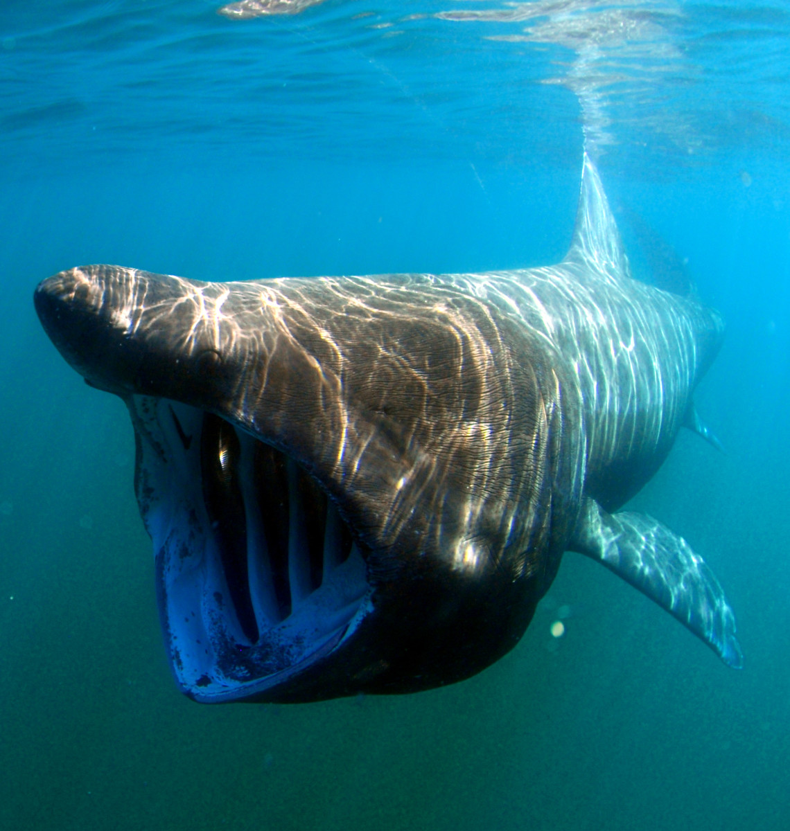 10 Types of Sharks - HubPages