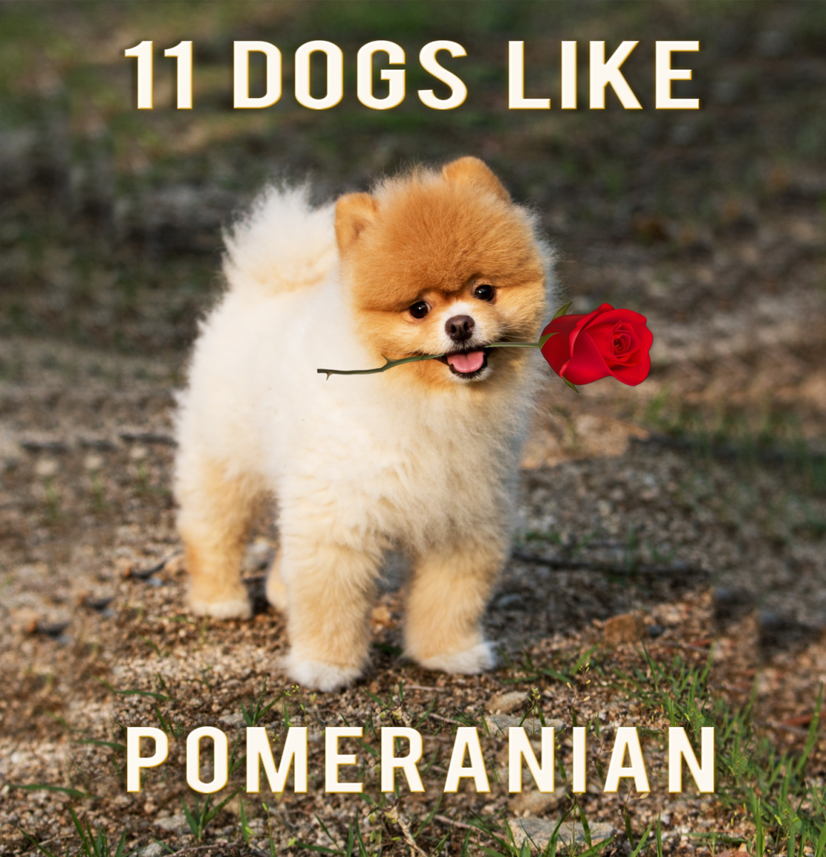 11 Dogs That Look Like Pomeranian - HubPages