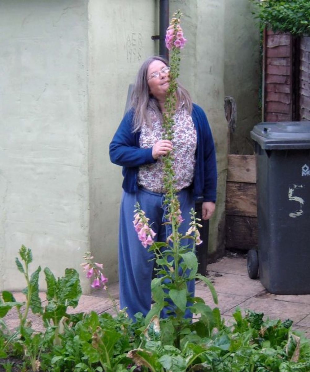 Mediaeval Gardening Organically for the Benefit of Wildlife - HubPages