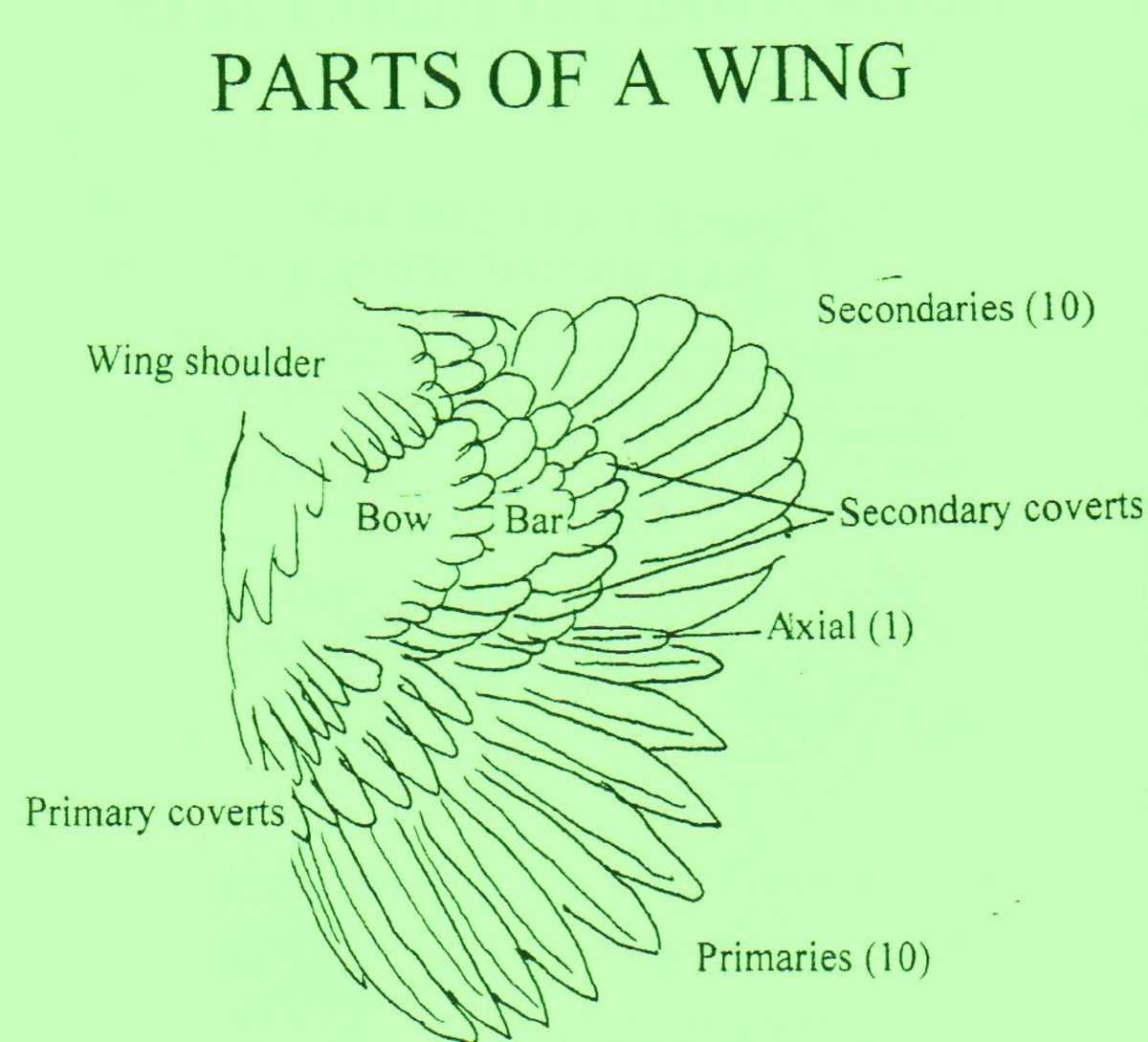 Taming Wild Roosters - HubPages