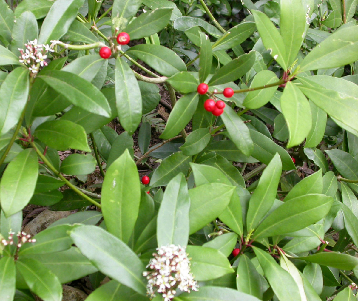 The 10 Best Plants for Your Pacific Northwest Garden - HubPages