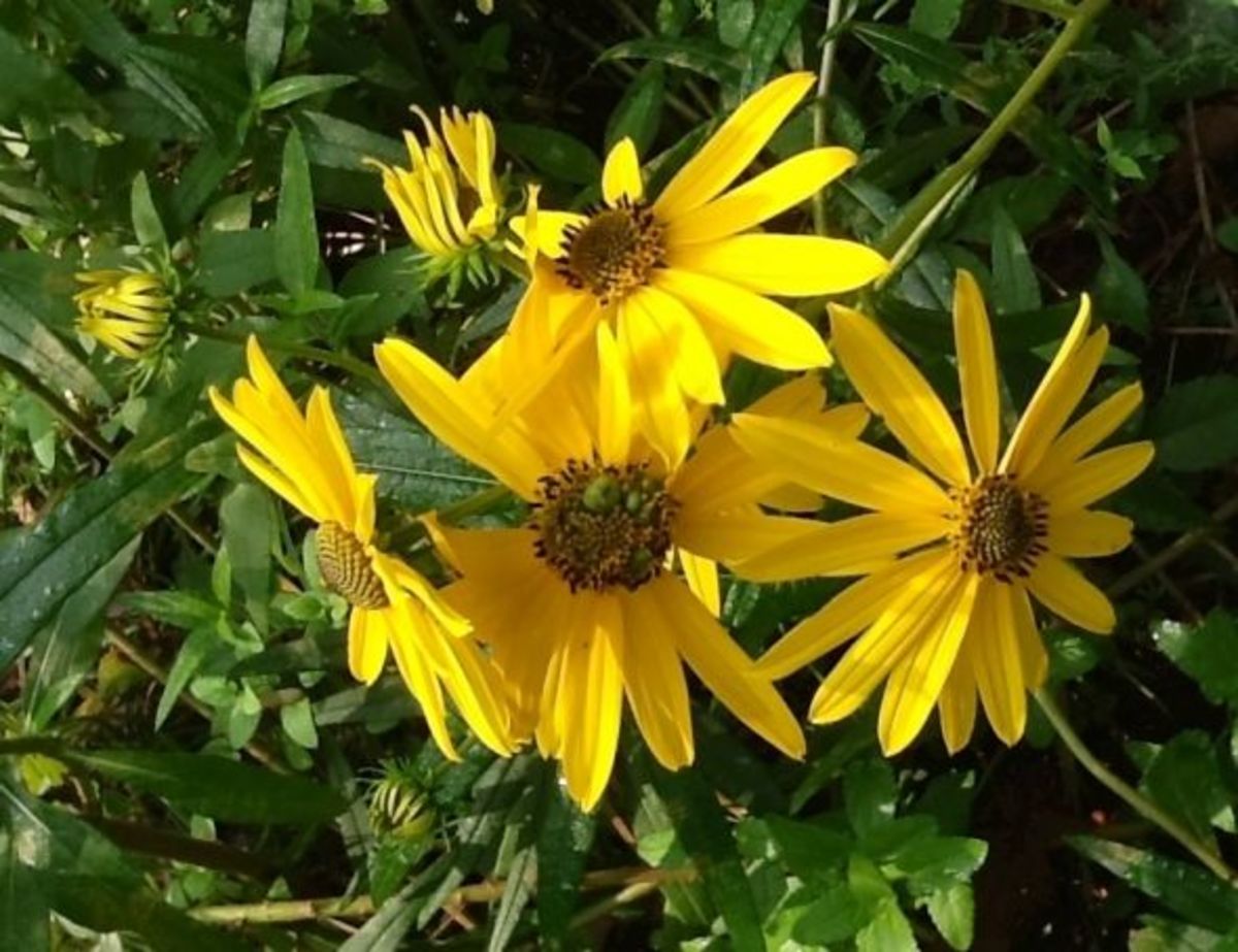 15 Easy to Grow Southern Wildflowers - HubPages