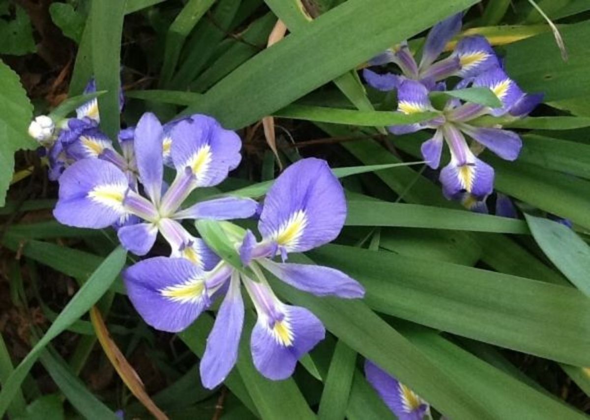 15 Easy to Grow Southern Wildflowers - HubPages