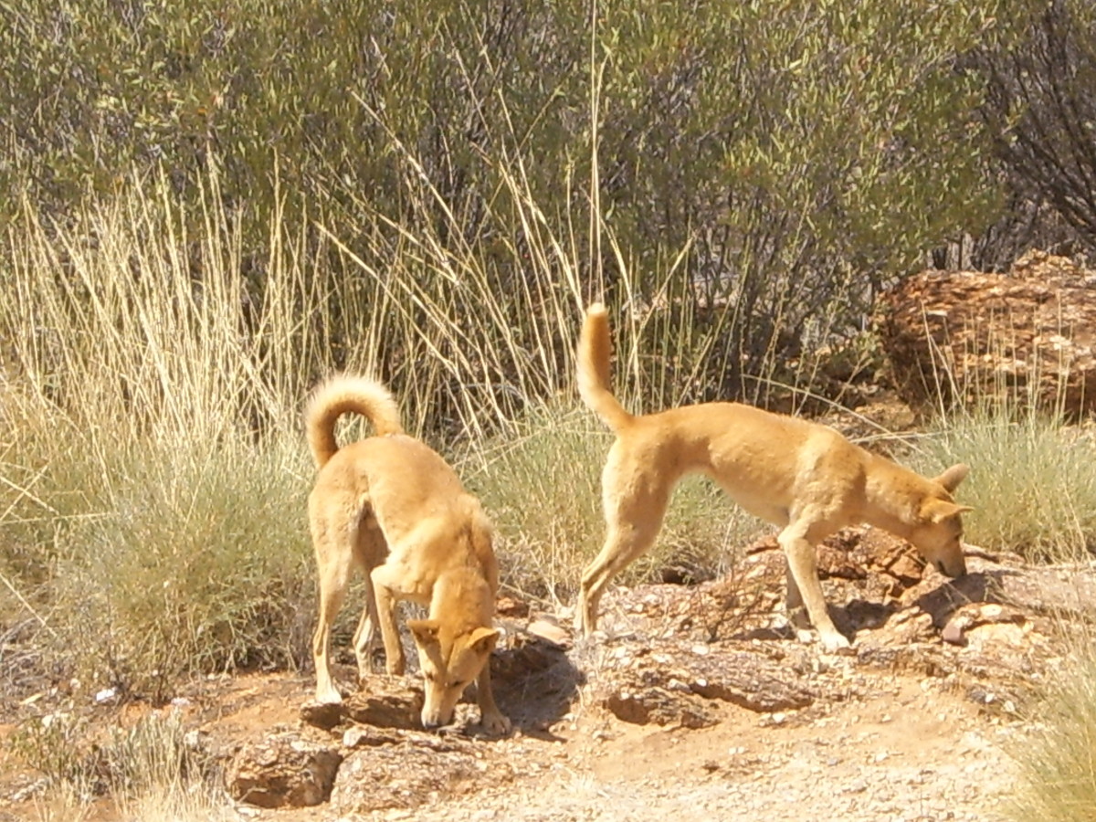 Invasive Species Australia - How Much Damage Do They Cause? - HubPages