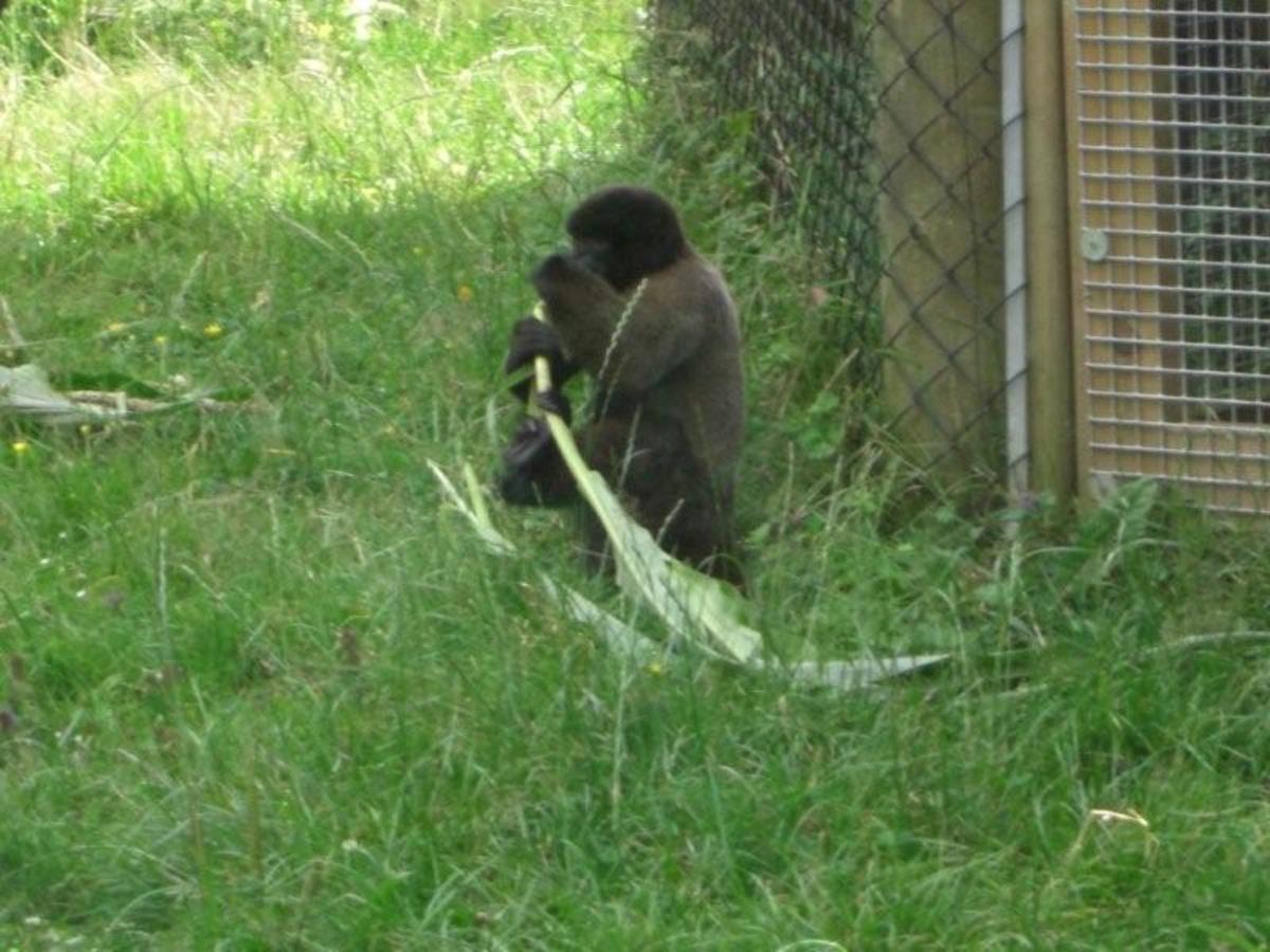 Monkey World Primate Rescue Centre - HubPages