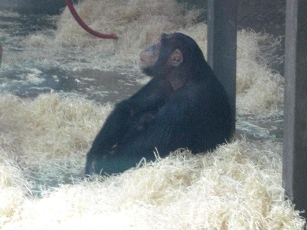 Monkey World Primate Rescue Centre - HubPages