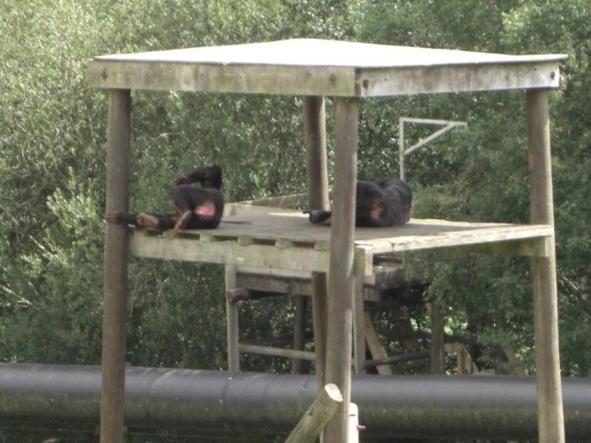 Monkey World Primate Rescue Centre - HubPages
