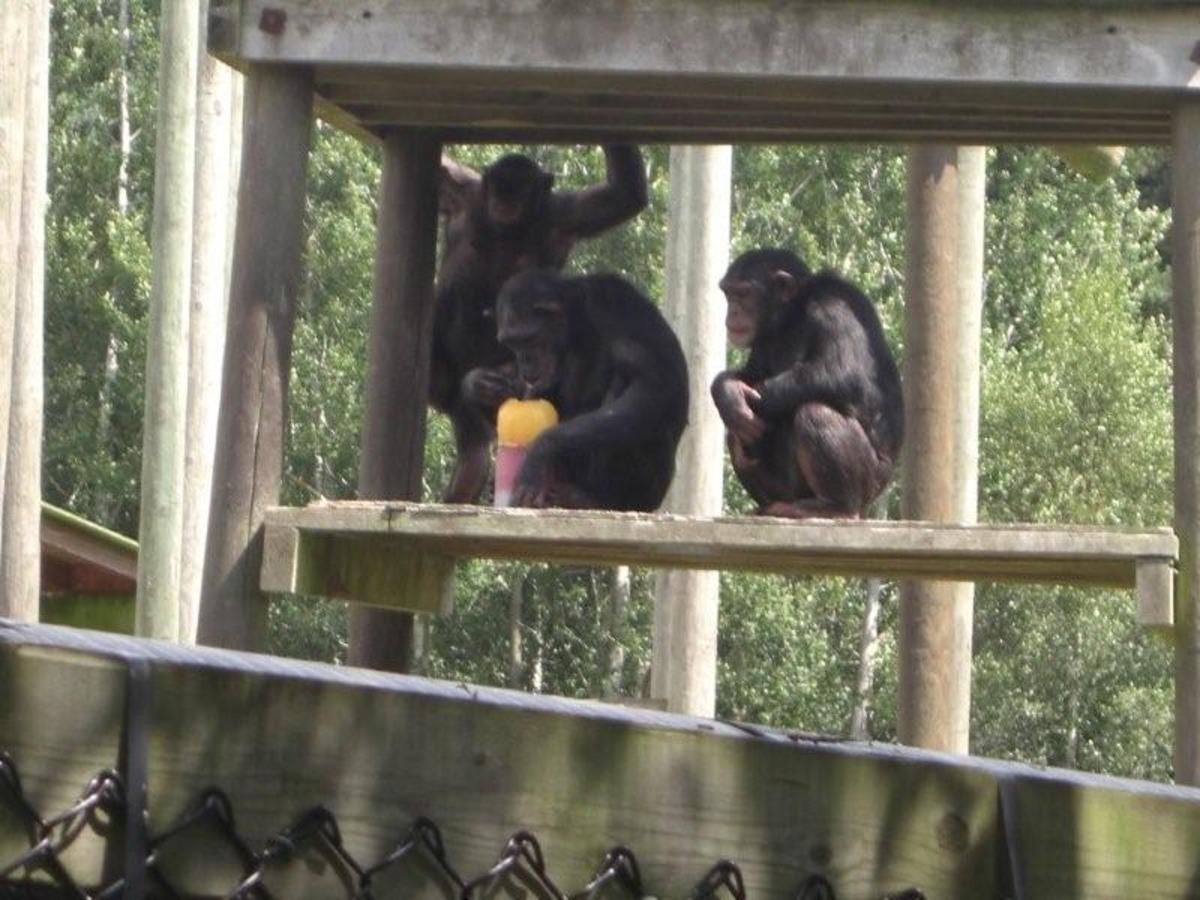 Monkey World Primate Rescue Centre - HubPages