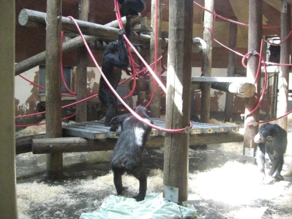 Monkey World Primate Rescue Centre - HubPages