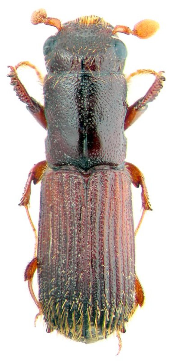 Defects Caused to Timber by Insects and Marine Borers - HubPages