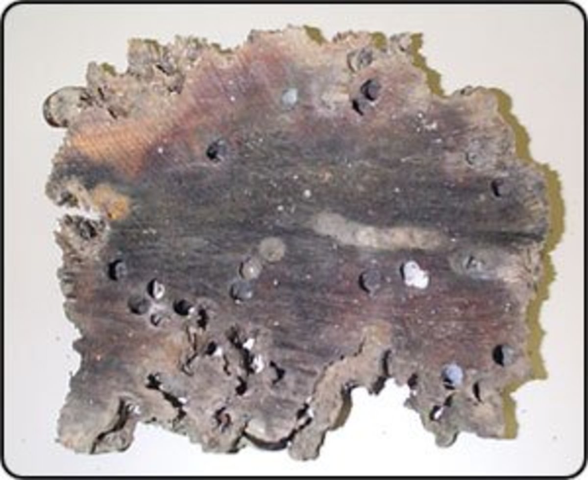 Defects Caused to Timber by Insects and Marine Borers - HubPages