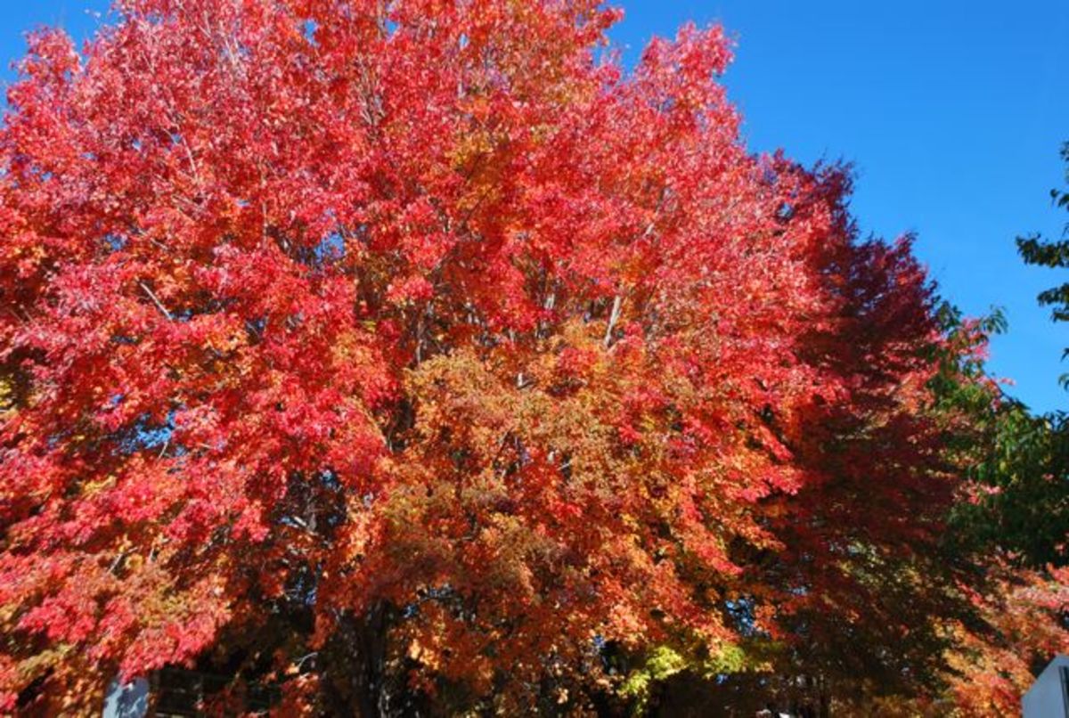 Autumn Colors in Photographs - HubPages