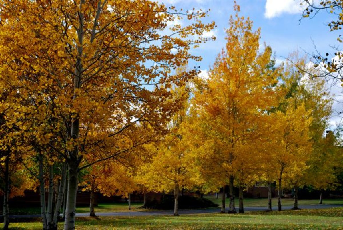 Autumn Colors in Photographs - HubPages