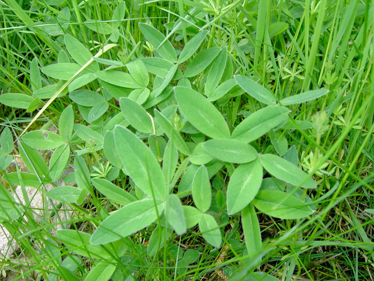 Foliage and Their Function --how Plants Live and Thrive. - HubPages