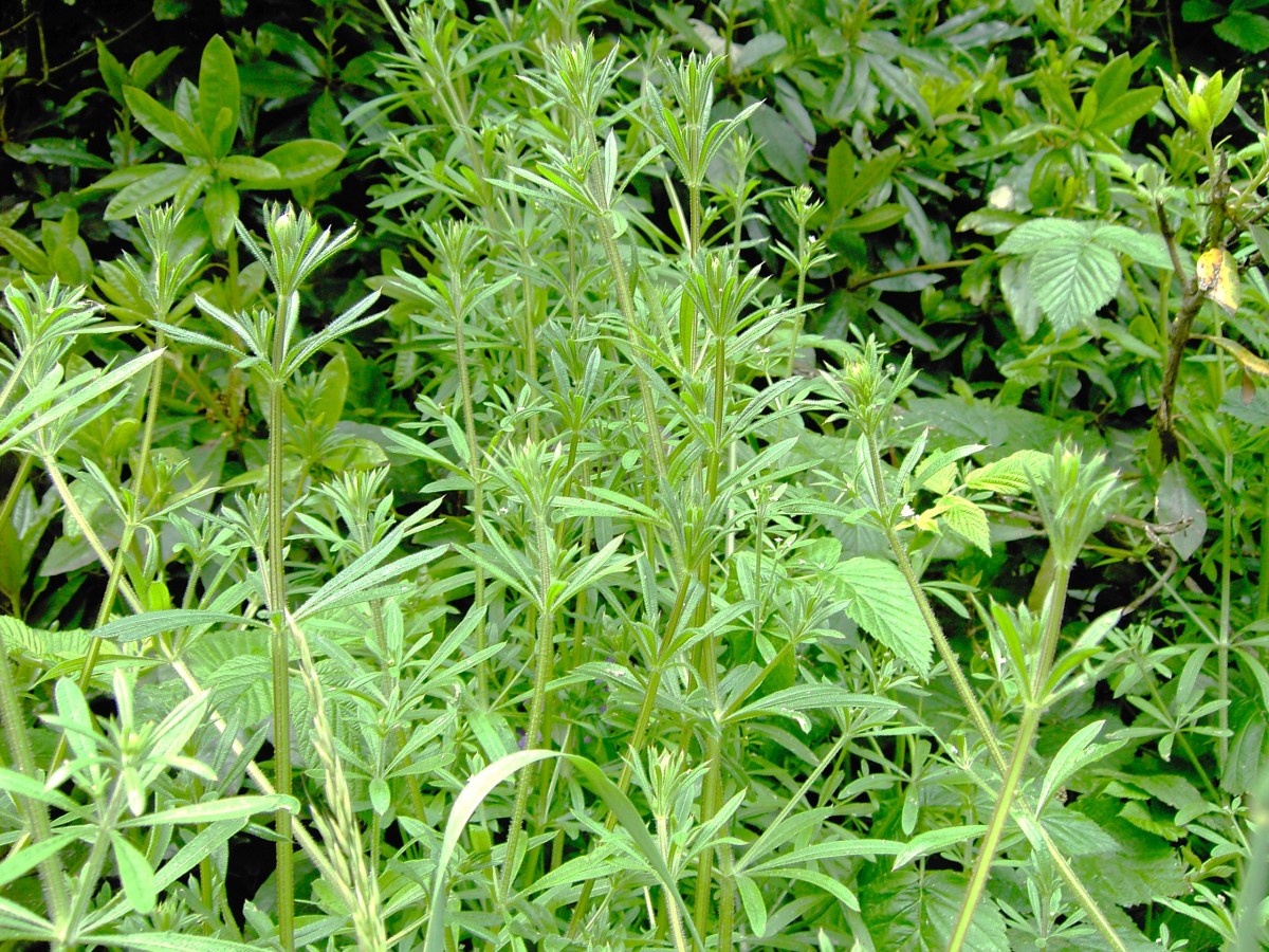 Foliage and Their Function --how Plants Live and Thrive. - HubPages