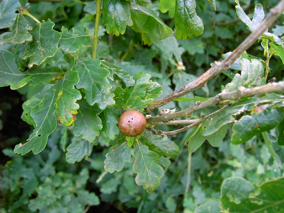 Foliage and Their Function --how Plants Live and Thrive. - HubPages