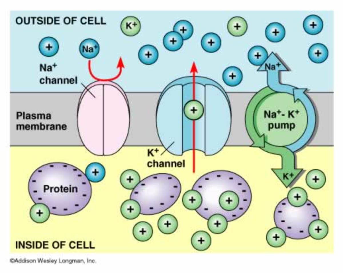 A2 Biology - Topic 8 - All You Need To Know - Part One - HubPages