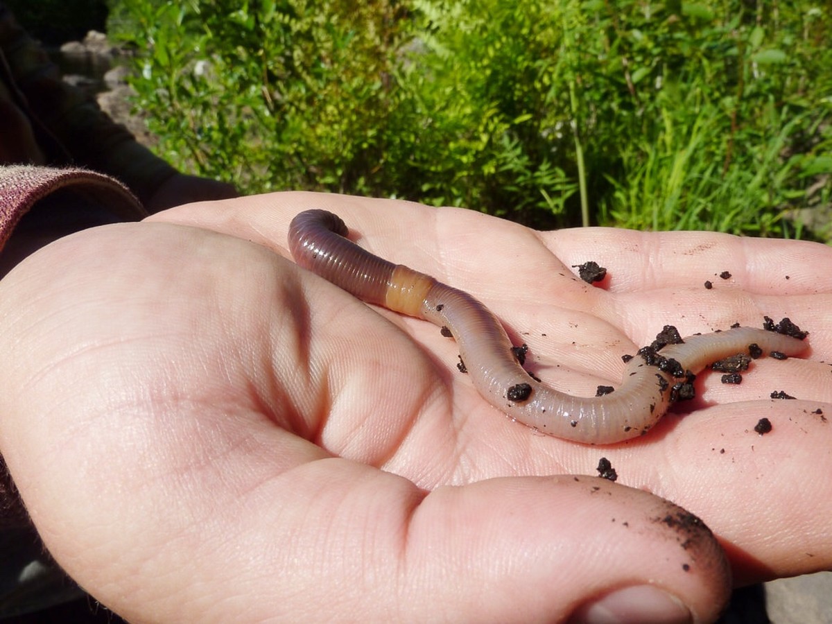 The Garden on a Rainy Day: A Children's Story and Nature Facts - LetterPile