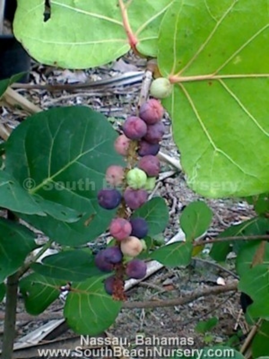 10 Exotic Bahamian Fruits for Better Health - HubPages