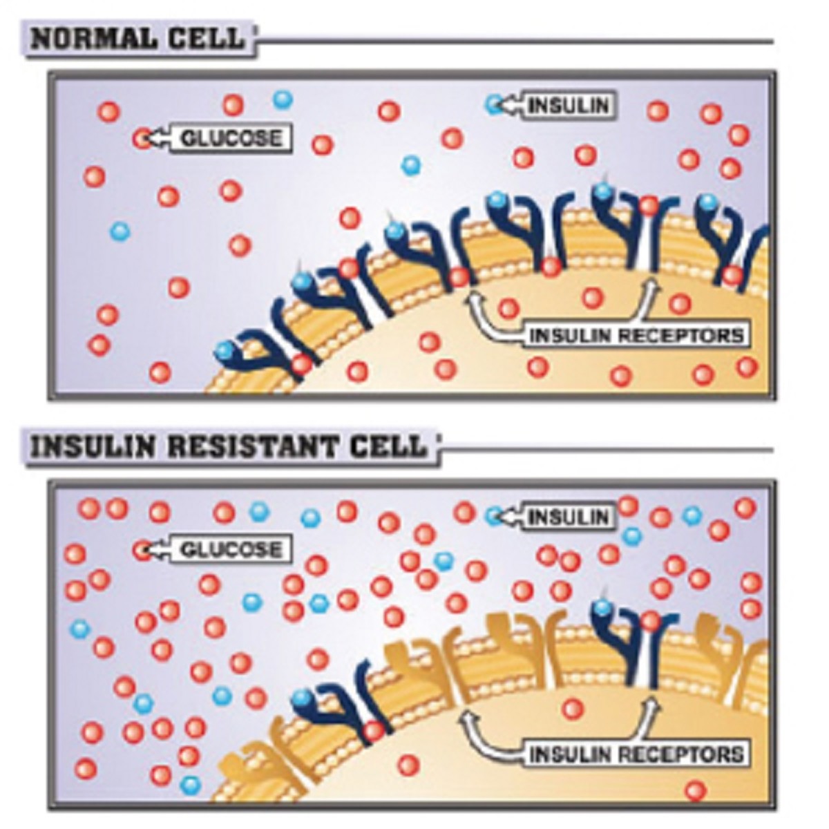 Battling Diabetes & Diabetic Neuropathy - HubPages