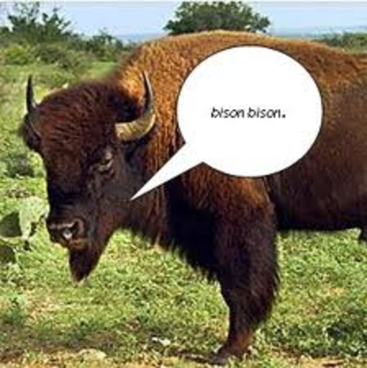 Bison, Beefalo, or Belgian Blue Angus - Cattle Genetics Industry ...