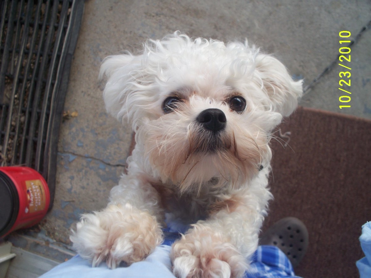 Helpful Tips for Training a Stubborn Lhasa-Bichon Mix (La-Chon) Puppy ...