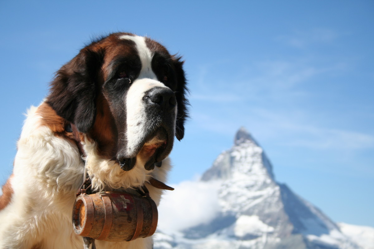 What a St. Bernard Dog Can Bring To Your Family? - HubPages