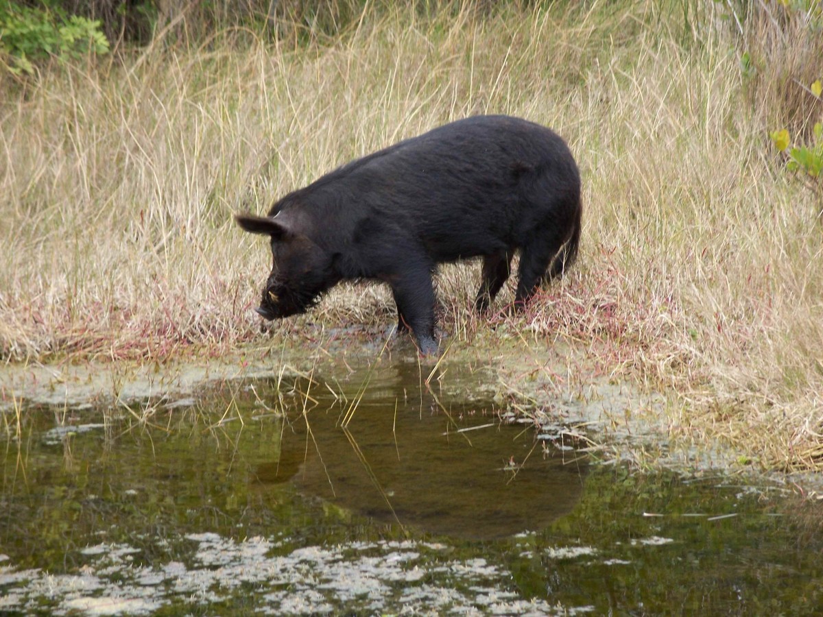 Merritt Island National Wildlife Refuge: Bird Watching in Florida ...