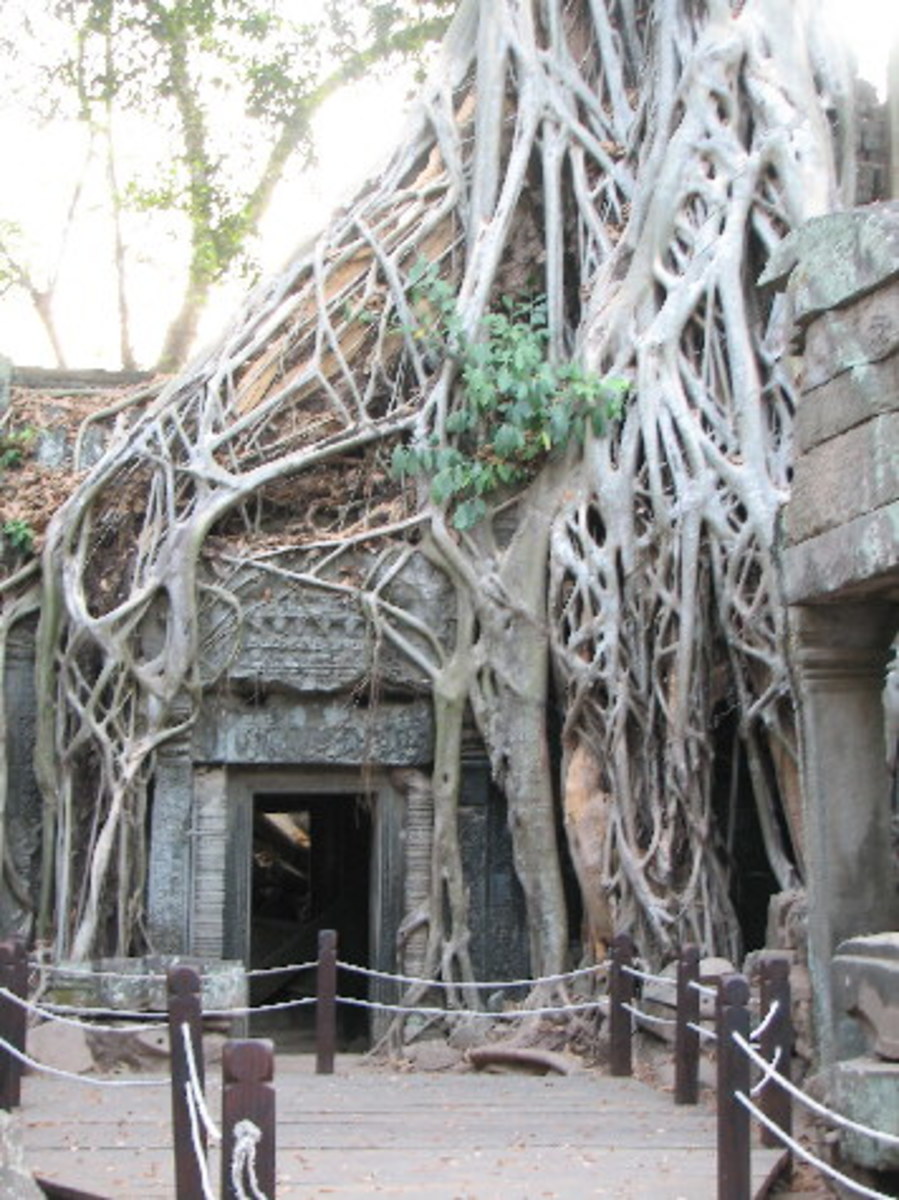 Strangler Figs: When Hugging Becomes Too Much - HubPages