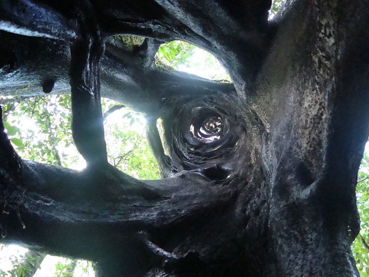Strangler Figs: When Hugging Becomes Too Much - HubPages