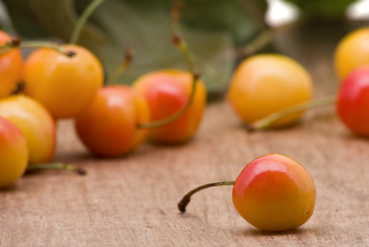 Cherries: Varieties, Uses, History - HubPages