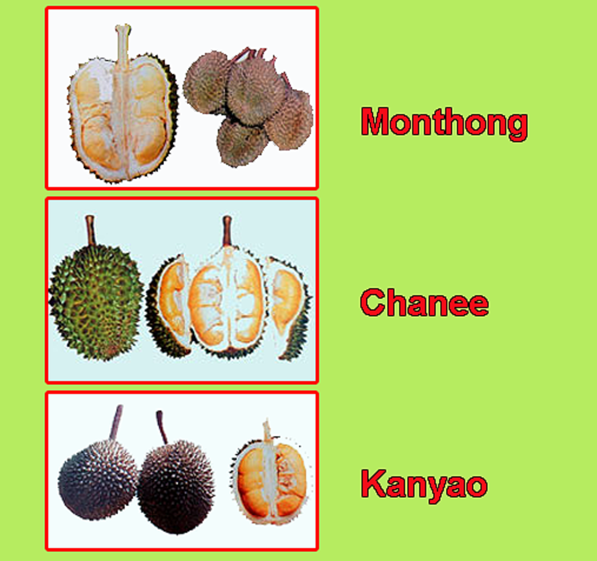 The Durian: Symbol of Mystique - HubPages