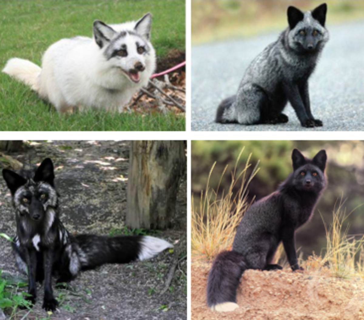 The 25 Interesting Facts About foxes - HubPages