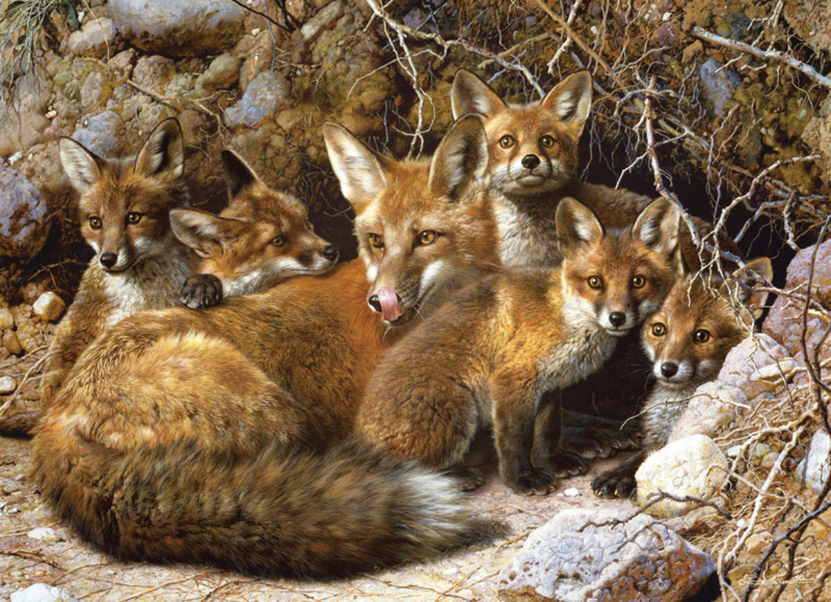 The 25 Interesting Facts About foxes - HubPages