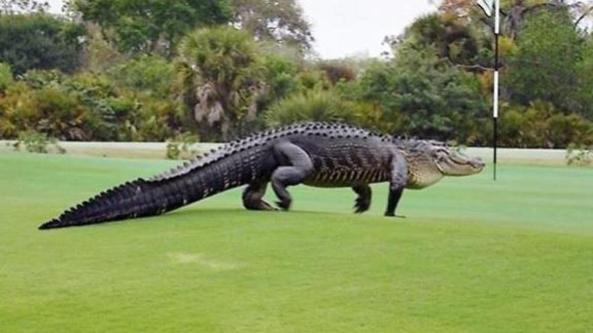 Modern Animals That Resemble Dinosaurs - HubPages