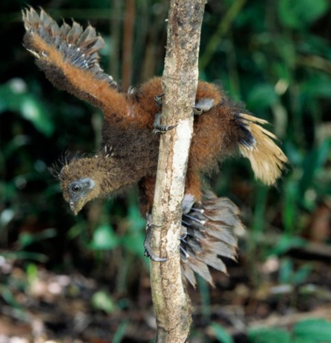 Modern Animals That Resemble Dinosaurs - HubPages