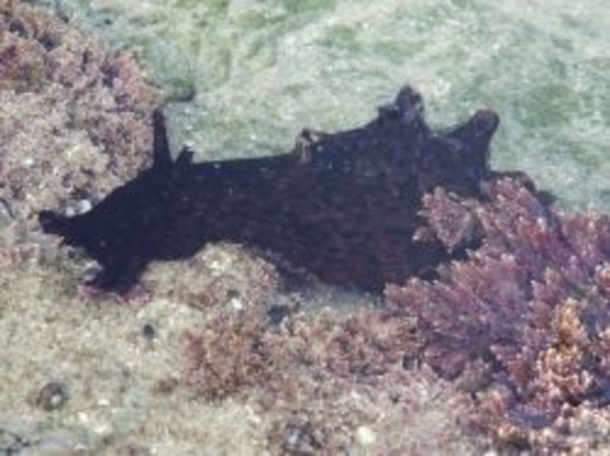 The California Sea Hare - HubPages