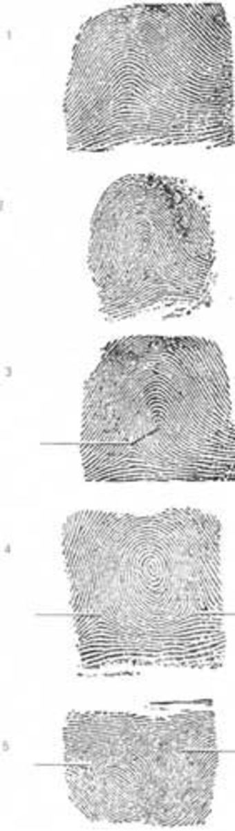 Dactyloscopy: The Forensic Science of Fingerprint Identification - HubPages