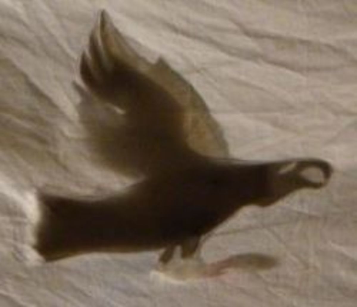 How To Make Shadow Puppets HubPages