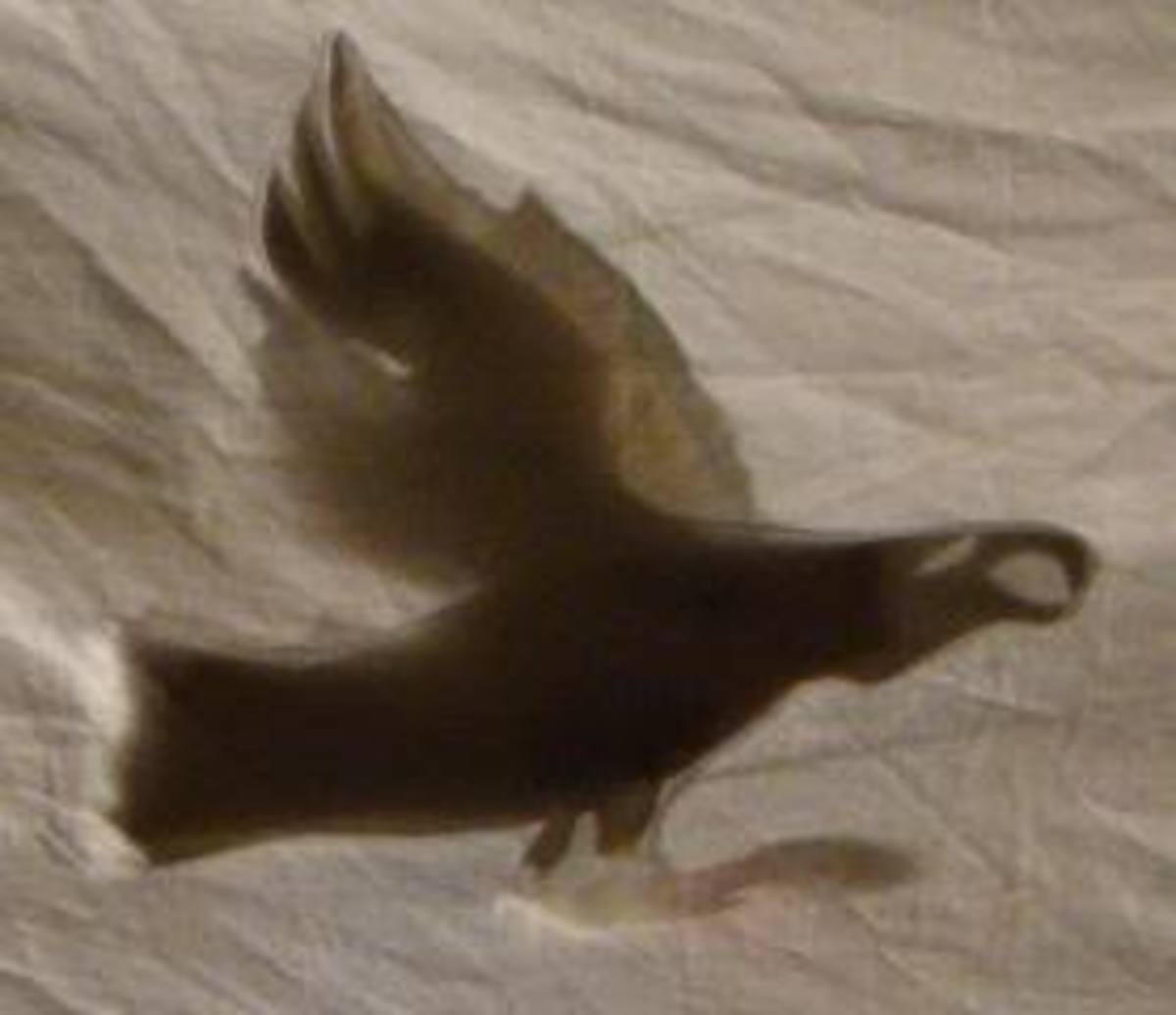 How To Make Shadow Puppets! - HubPages