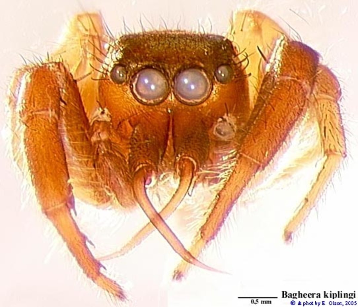 Bagheera Kiplingi - The Vegetarian Spider - HubPages