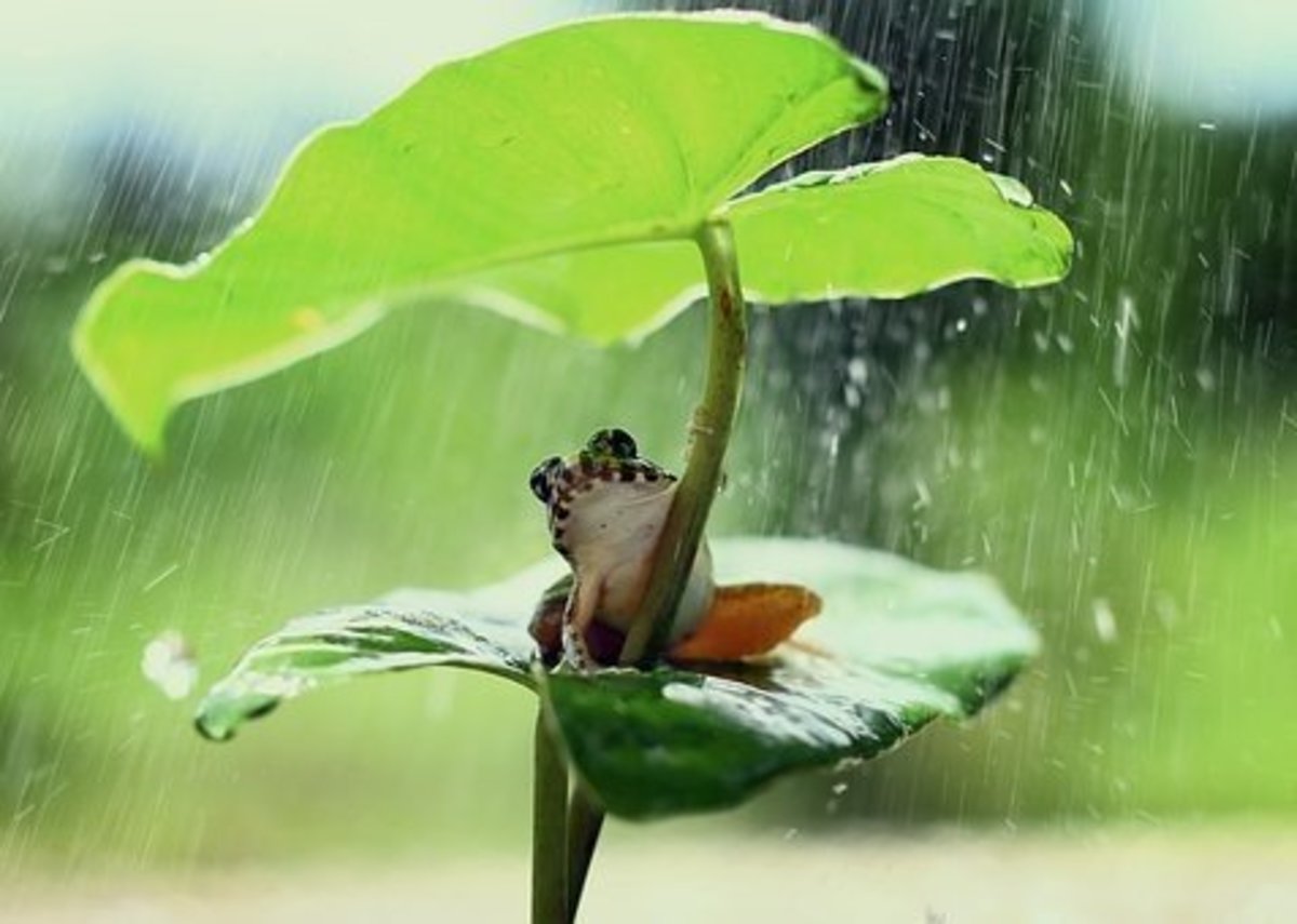 Frog Idioms - HubPages