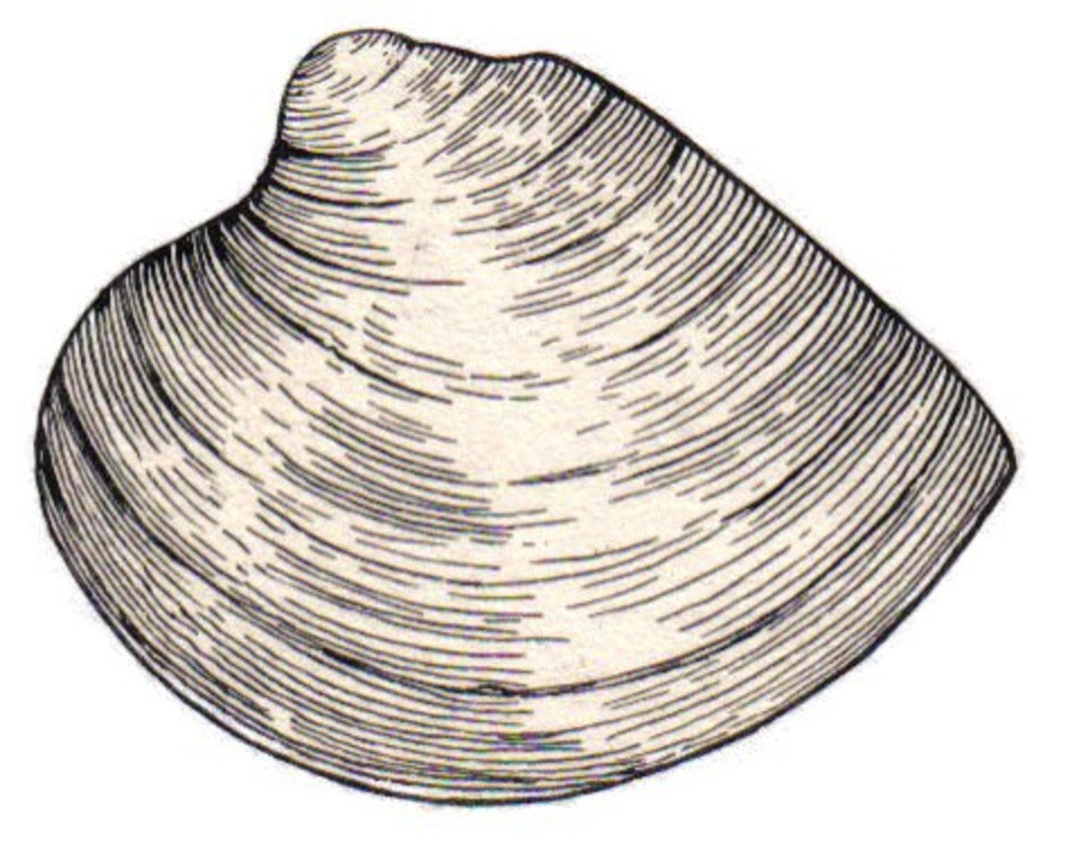 Finding Tennessee Fossils - HubPages