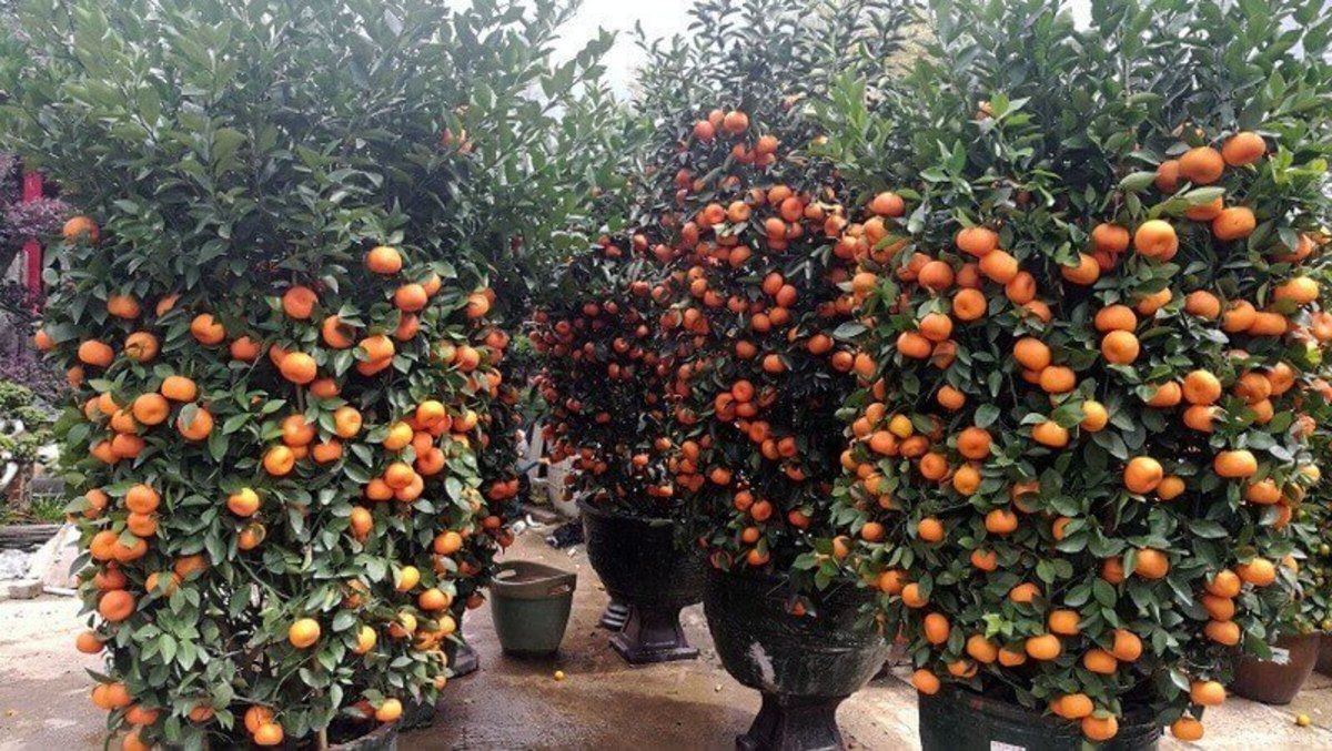 Tangerine and Orange Symbolism for Chinese New Year - HubPages